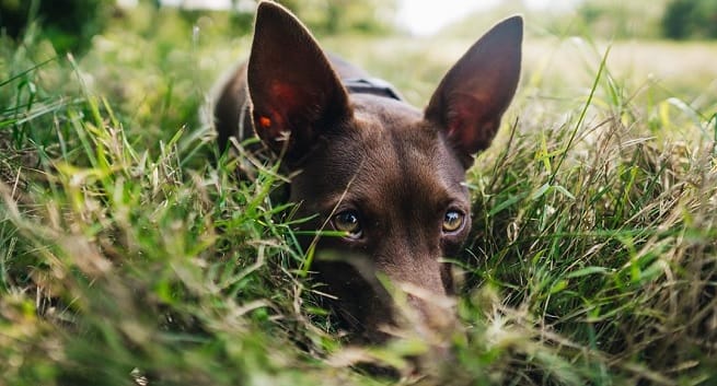 14 Charming Facts About Rat Terriers - PetPress