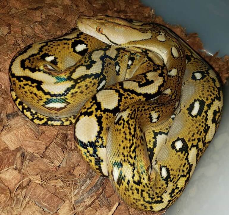 10 Exotic Animals That Are Allowed as Pets in Arizona - PetPress