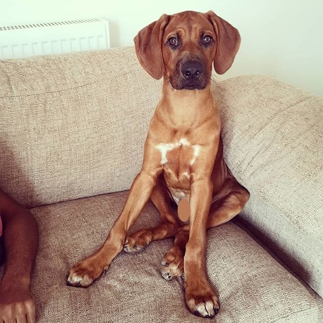 14 Interesting Facts About Rhodesian Ridgebacks - PetPress