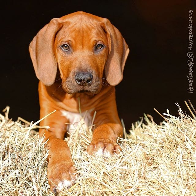 14 Cool Facts About Rhodesian Ridgebacks - PetPress
