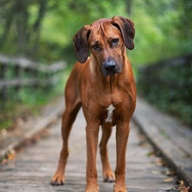 14 Cool Facts About Rhodesian Ridgebacks - PetPress