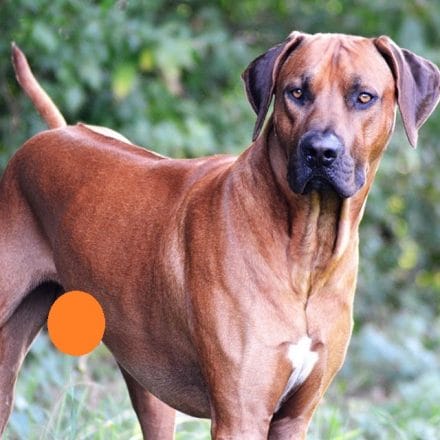 14 Cool Facts About Rhodesian Ridgebacks - Page 2 of 3 - PetPress