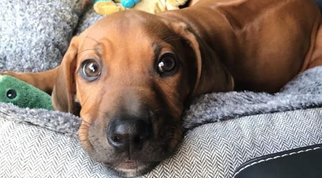 14 Interesting Facts About Rhodesian Ridgebacks - PetPress