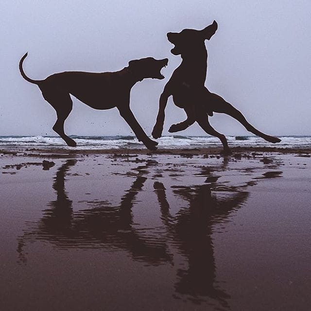 14 Cool Facts About Rhodesian Ridgebacks - Page 2 of 3 - PetPress