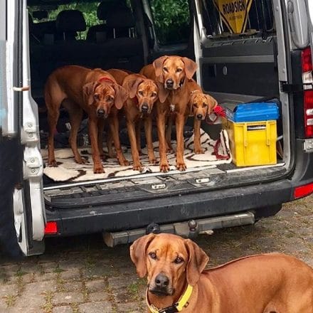 14 Cool Facts About Rhodesian Ridgebacks - PetPress