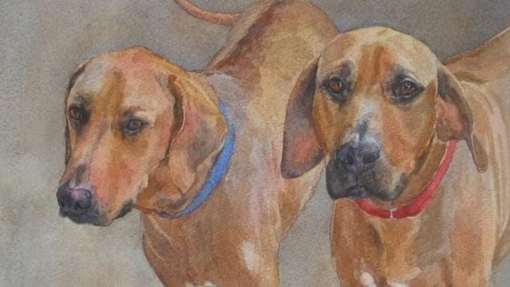 14 Reasons Why You Should Never Own Rhodesian Ridgebacks - PetPress