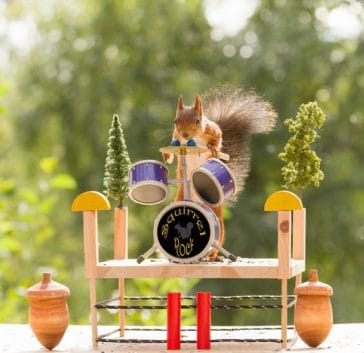 15 Things That Squirrels Love To Do - PetPress
