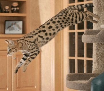 14 Incredible Facts About the “Home Leopard” Known As Safari Cat - PetPress