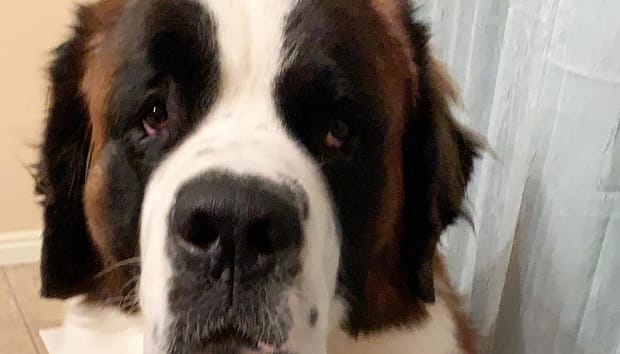14 Huge Facts About Massive Saint Bernards - PetPress
