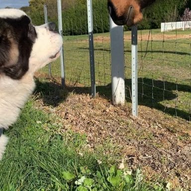 14 Big Facts About Saint Bernards - PetPress
