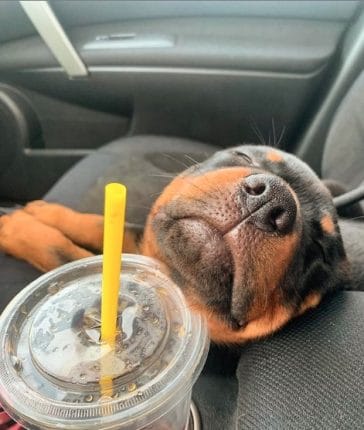 14 Cute And Funny Rottweiler Pictures - PetPress