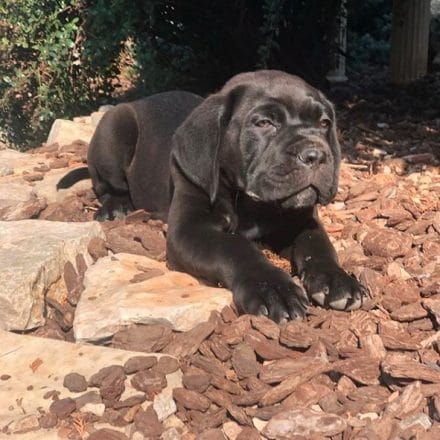 14 Tips For Raising And Training A Cane Corso Properly