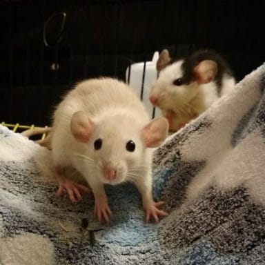14 Rules For Keeping Fancy Rats At Home - PetPress