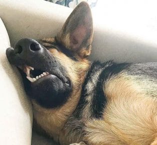14 Funniest Photos Of German Shepherds That Will Definitely Amuse You ...