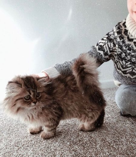 14 Tips For Caring For The Most Furry Cats - Persian Cats - PetPress