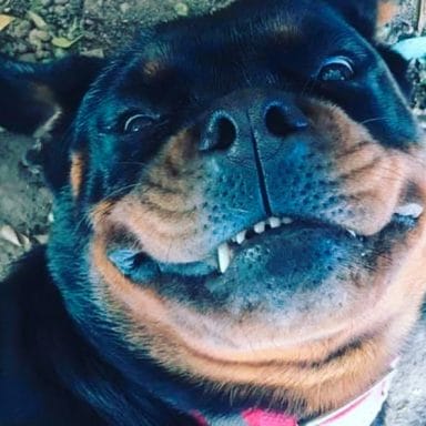 14 Cute And Funny Rottweiler Pictures - PetPress