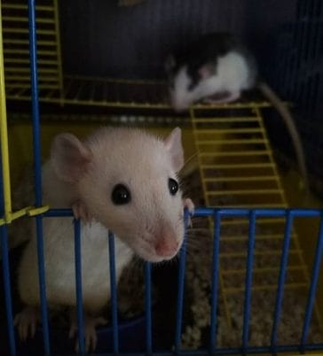 14 Rules For Keeping Fancy Rats At Home - PetPress