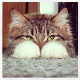 14 Tips For Caring For The Most Furry Cats - Persian Cats - PetPress