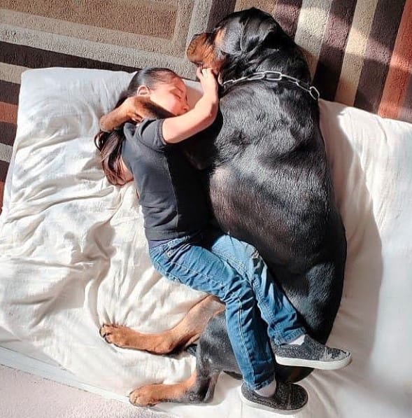 14 Cute And Funny Rottweiler Pictures - PetPress
