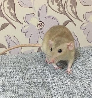 14 Rules For Keeping Fancy Rats At Home - PetPress