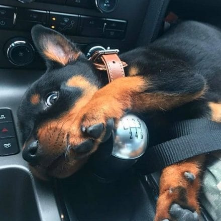 14 Cute And Funny Rottweiler Pictures - PetPress