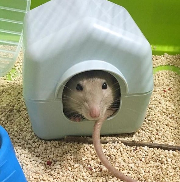 14 Rules For Keeping Fancy Rats At Home - PetPress