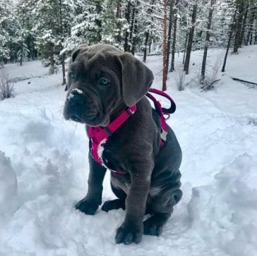 14 Tips For Raising And Training A Cane Corso Properly