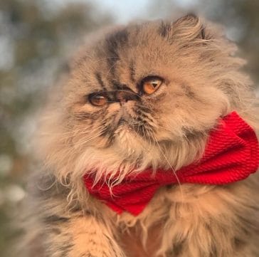 14 Tips For Caring For The Most Furry Cats - Persian Cats - PetPress
