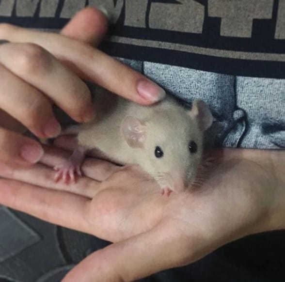 14 Rules For Keeping Fancy Rats At Home - PetPress