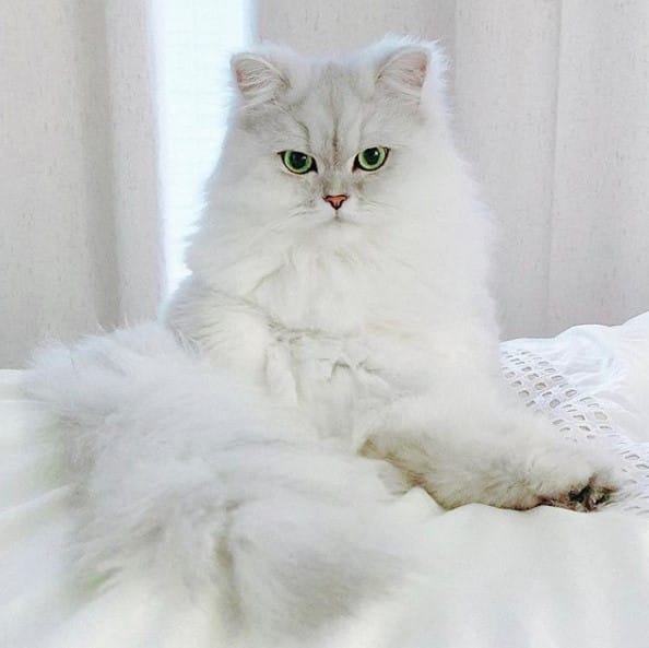 14 Tips For Caring For The Most Furry Cats - Persian Cats - PetPress