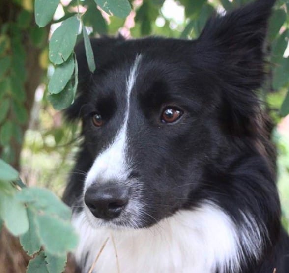 15 Main Characteristics Of The Border Collie Dog Breed - Page 2 of 3 ...