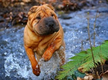 14 Adorable Facts About The Shar-Pei - PetPress