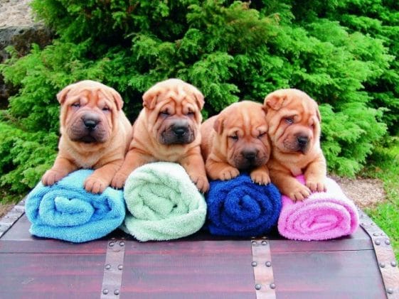 14 Adorable Facts About The Shar-Pei - PetPress