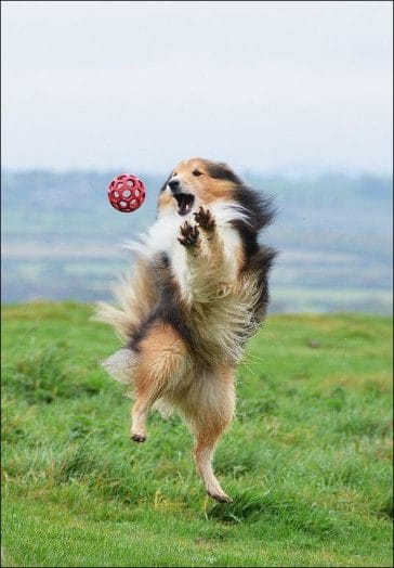15 Funny Facts About Shelties - Page 2 of 3 - PetPress