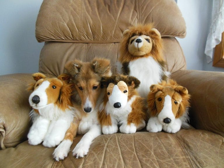 15 Funny Facts About Shelties - PetPress