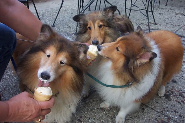 15 Funny Facts About Shelties - PetPress