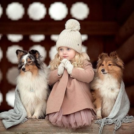 15 Funny Facts About Shelties - PetPress