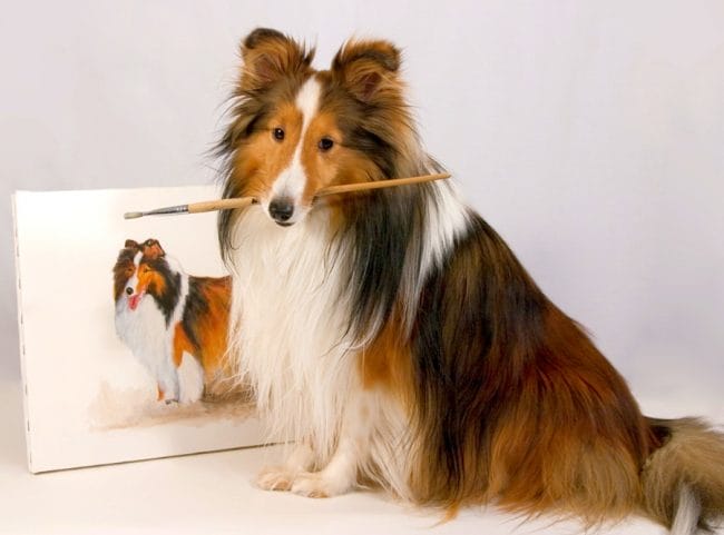 15 Funny Facts About Shelties - Page 2 of 3 - PetPress