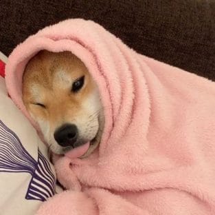 14 Smiles Of Shiba Inu To Make You Smile - PetPress