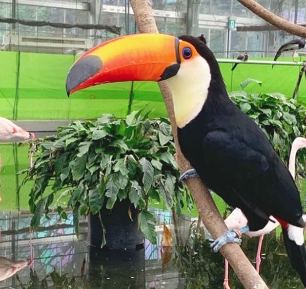 Top 7 Most Cuddly and Affectionate Exotic Pets - PetPress