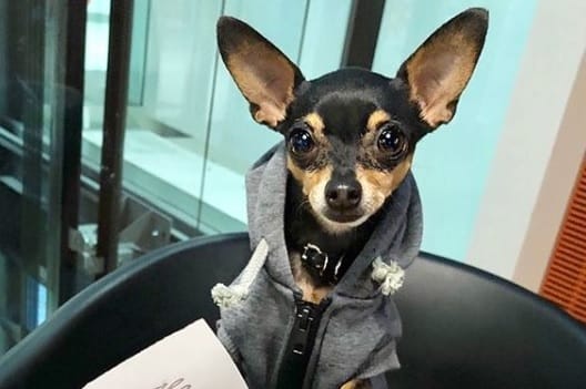 14 Nutritional Recommendations For Toy Terriers - PetPress