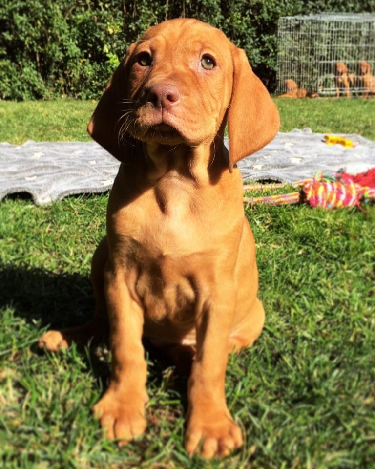 14 Elegant Facts About Vizslas - PetPress