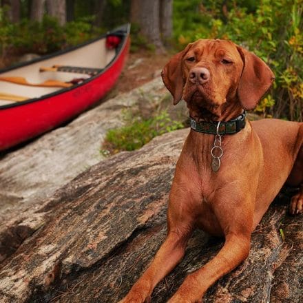 14 Elegant Facts About Vizslas - Page 2 of 3 - PetPress