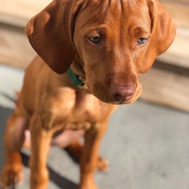 14 Elegant Facts About Vizslas - PetPress