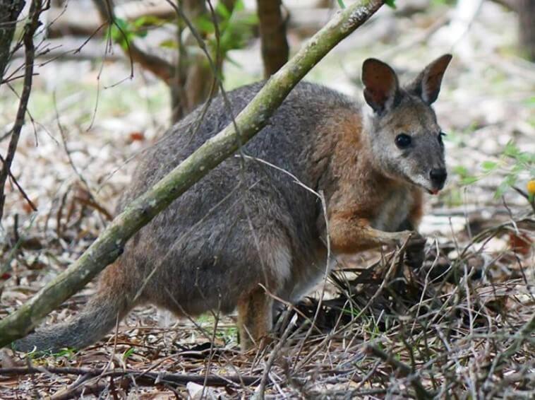 Top 7 Most Cuddly and Affectionate Exotic Pets - PetPress