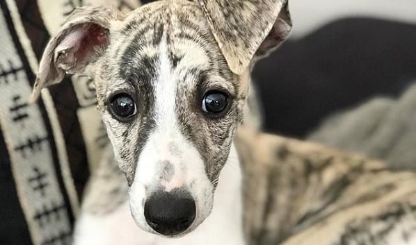 14 Things Every Whippet Owner Should Know - PetPress