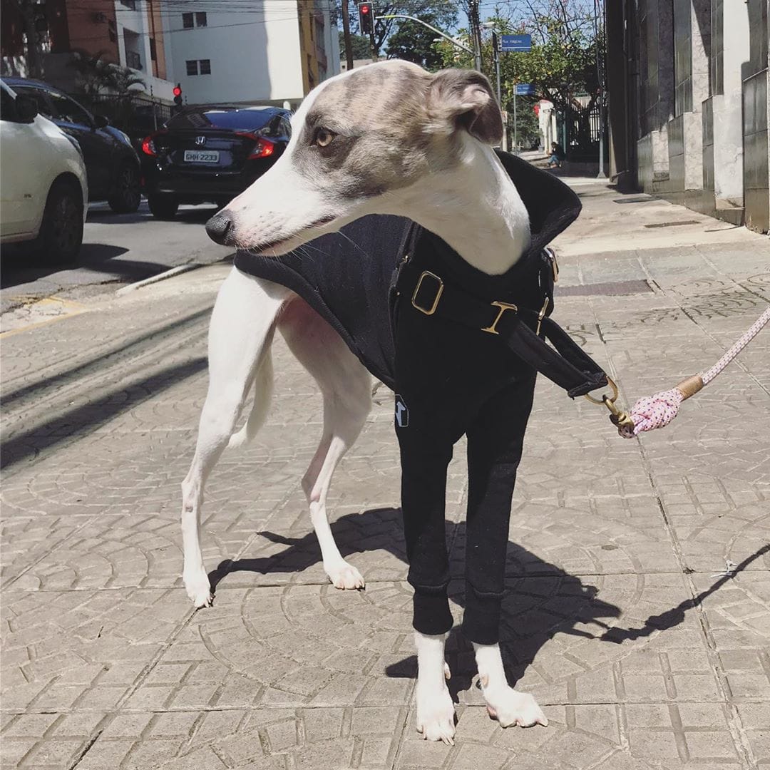 14 Adorable And Funny Facts About Whippets - PetPress