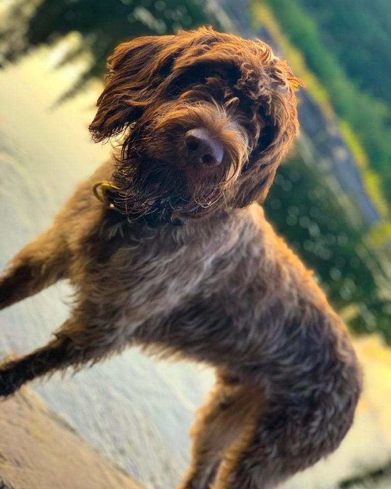 14 Reasons to Adore Wirehaired Pointing Griffons - PetPress