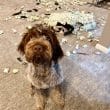 14 Reasons to Adore Wirehaired Pointing Griffons - PetPress