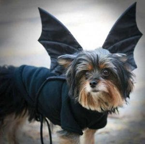 15 Pics That Prove Yorkshire Terriers Always Win At Halloween